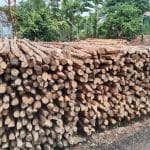 Kayu Dolken Harga Murah Kualitas No.1 - Kayu Store